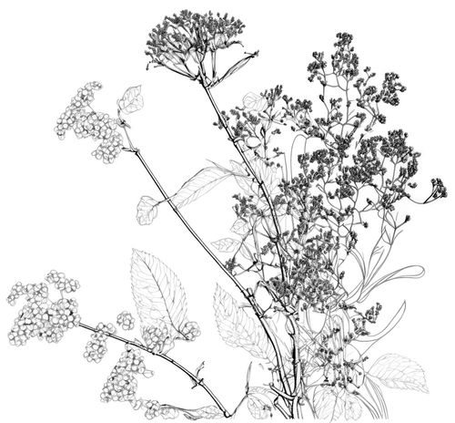 Flourish In Recovery | Lantana Wellness Center